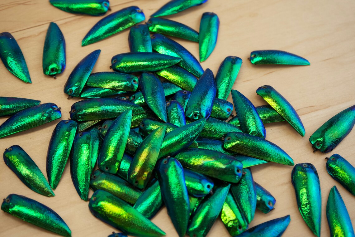 Real Jeweled Beetle Wings Elytra for Jewelry Embellishment Art - Etsy