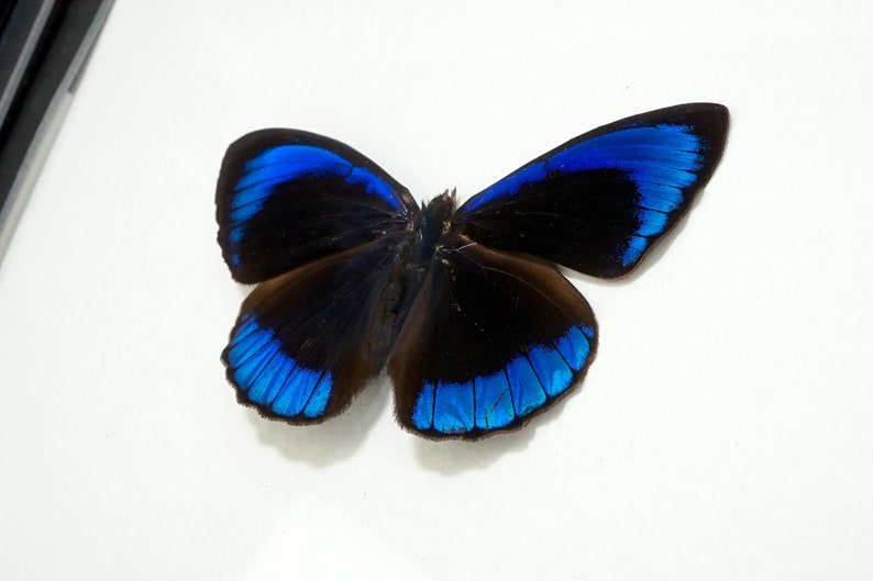 Real Blue Glory Butterfly Framed Asterope Optima Black Natural - Etsy