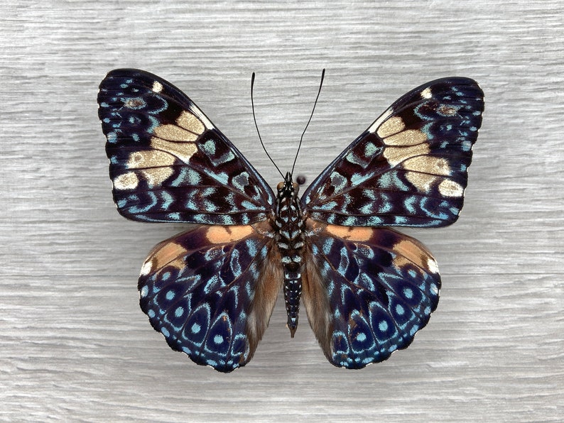 Real Framed Red Cracker Butterfly Hamadryas Amphinome Red Blue | Etsy