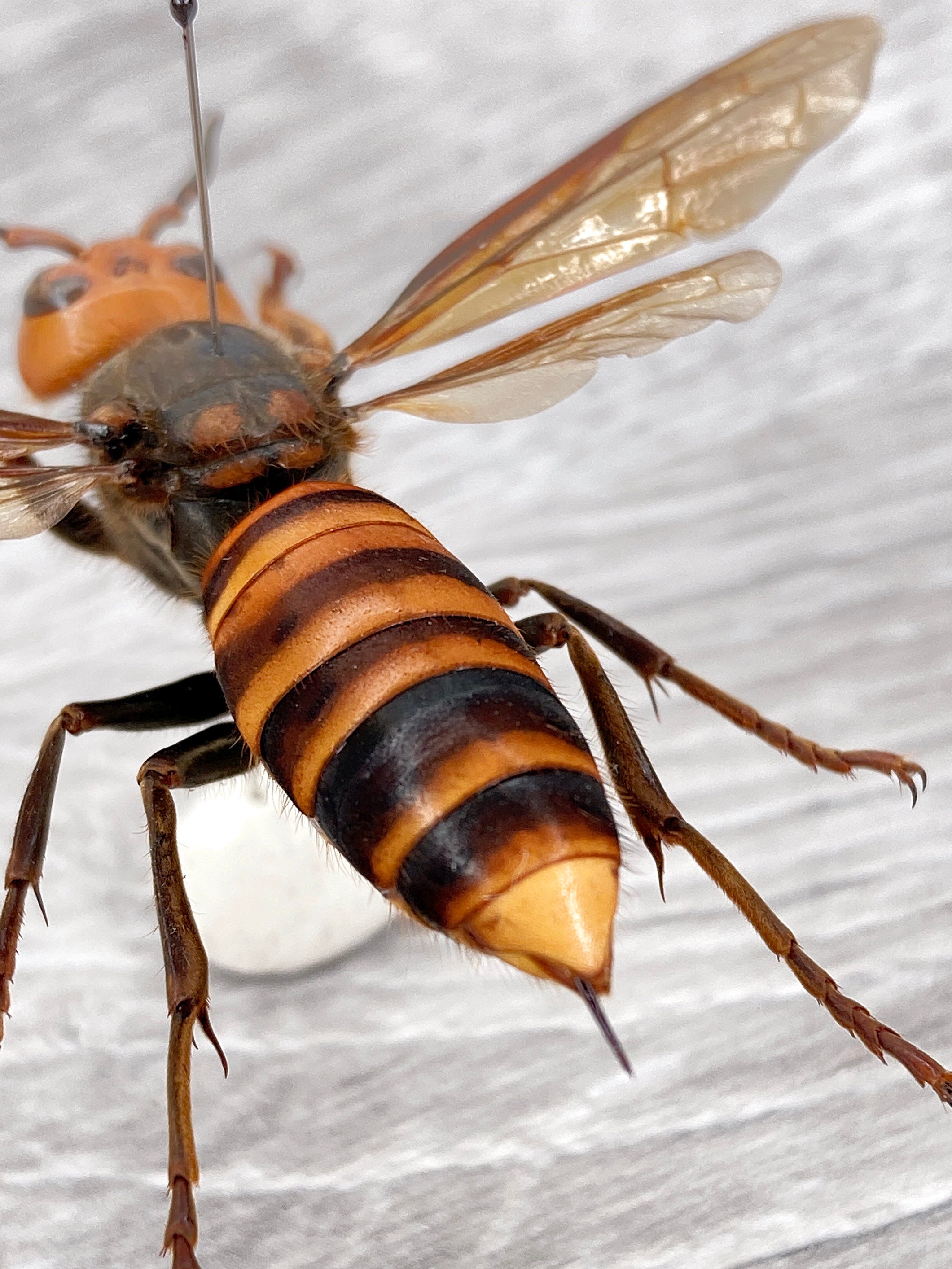 Murder Hornet Vespa Mandarinia Wasp Real Asian Giant Hornet - Etsy