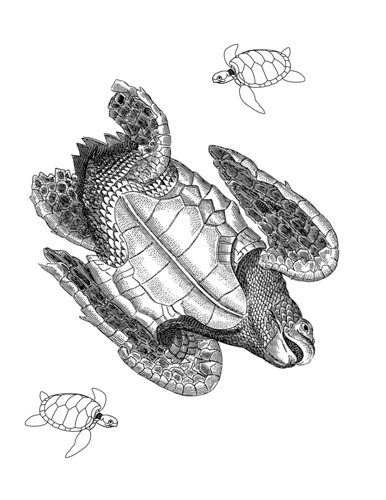 Sea Turtles Coloring Pages With Detailed Designs for Kids and Adults to ...