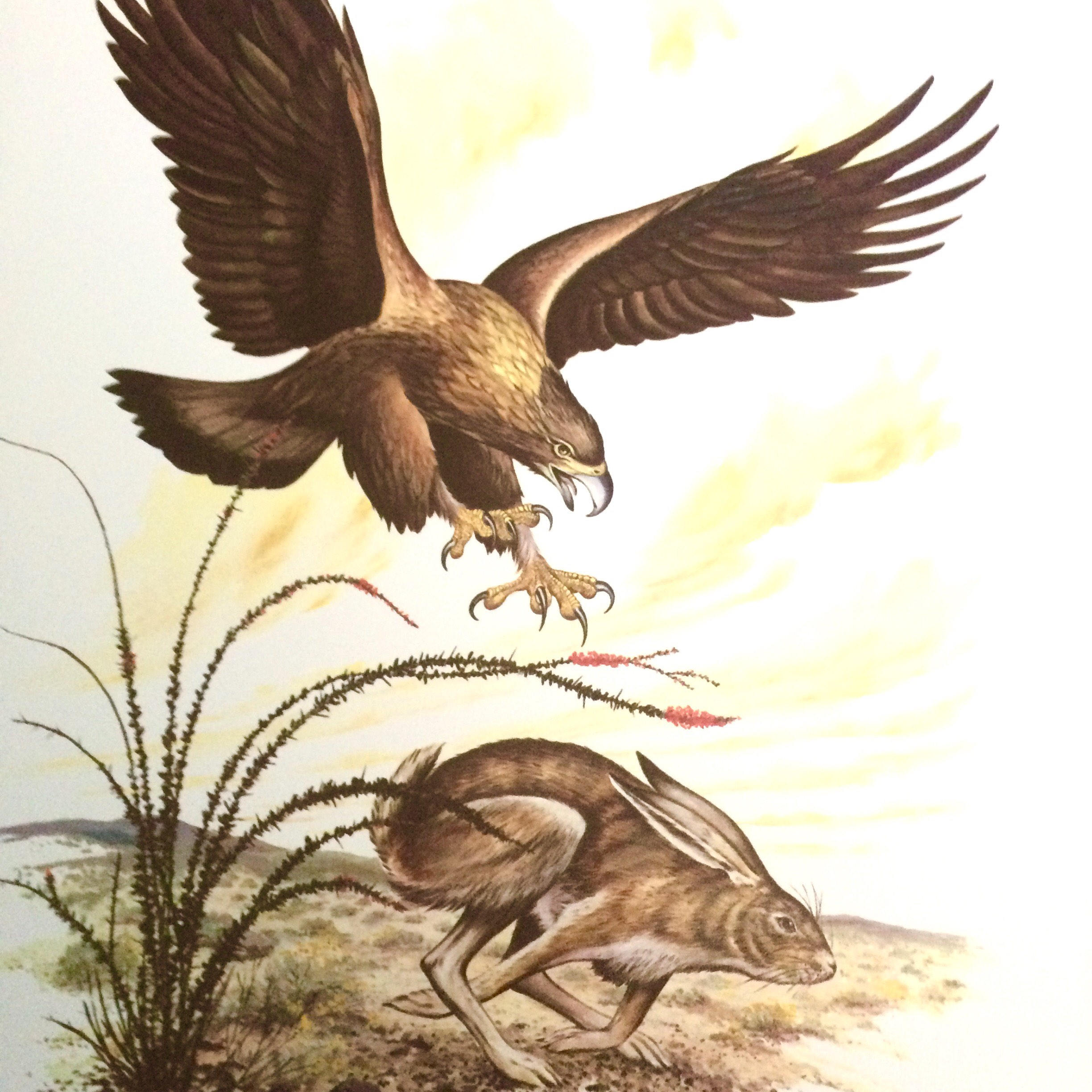 Golden Eagle Hunting Rabbit