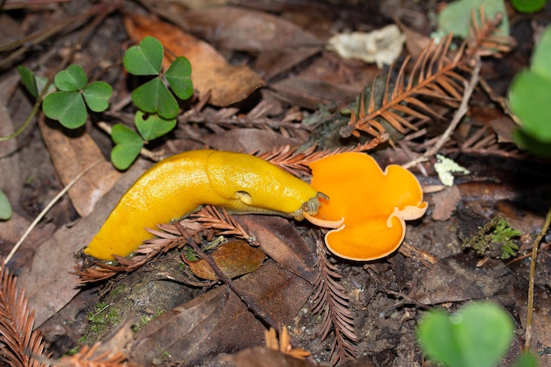Banana Slug and Orange Peel Fungus in a Redwood Forest - Etsy