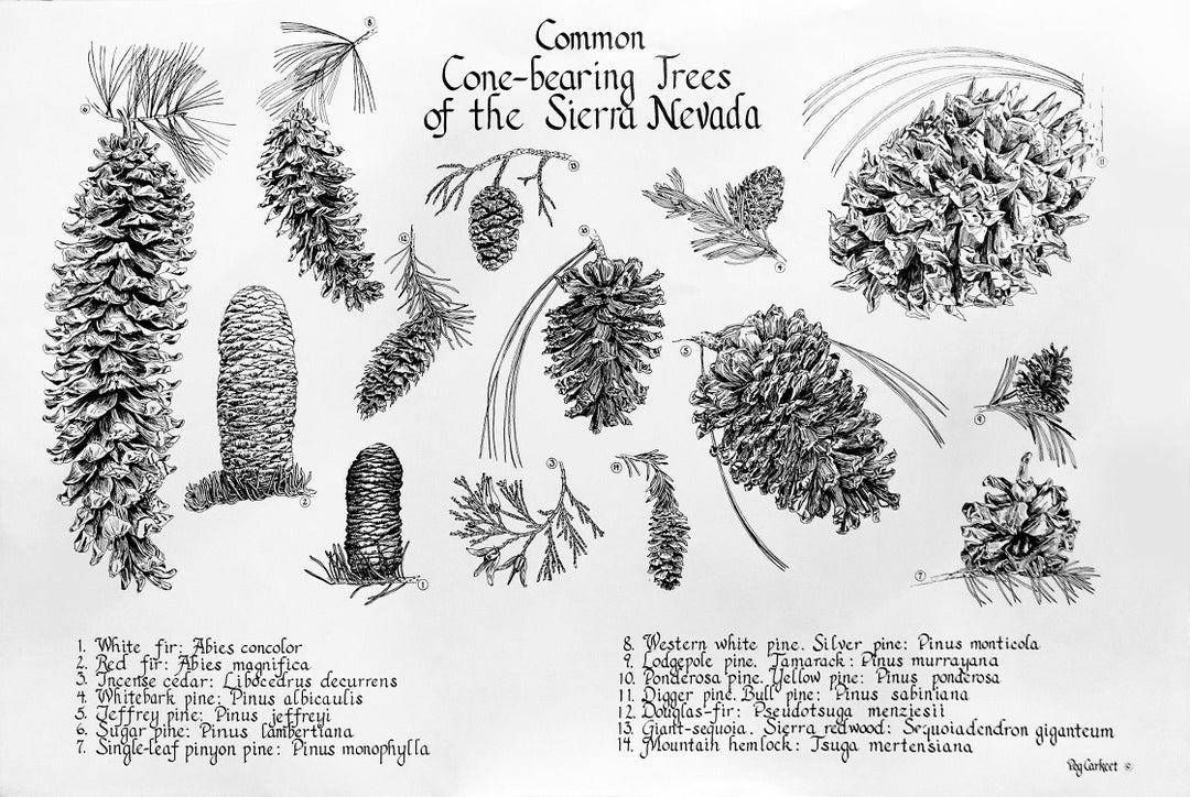 Common Conebearing Trees of the Sierra Nevada - Etsy
