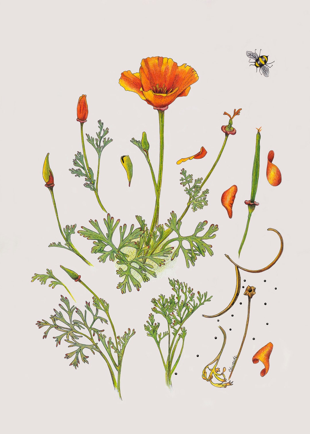 California Poppy Life Cycle - Etsy