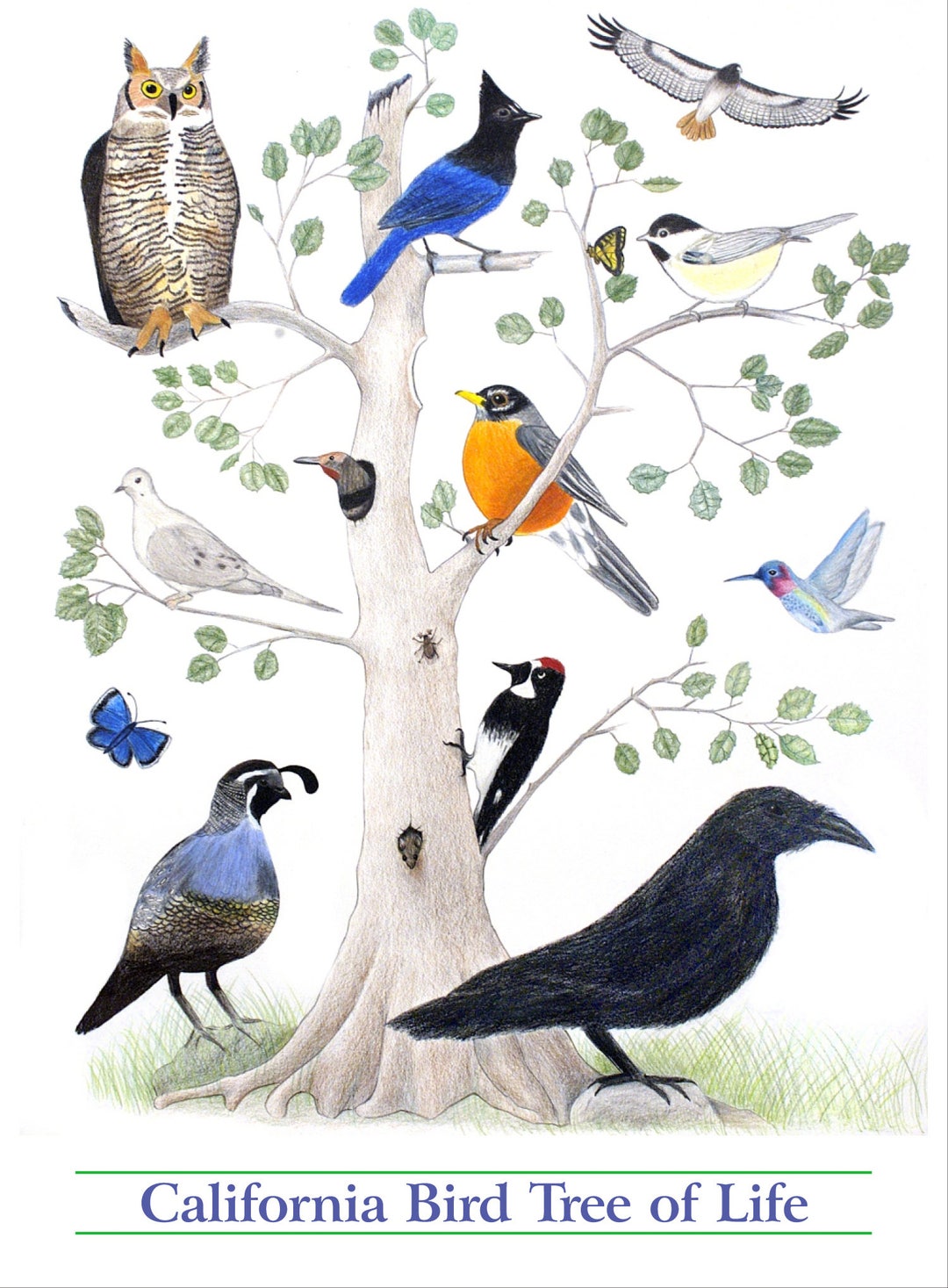 California Birds Tree of Life Notecards - Etsy