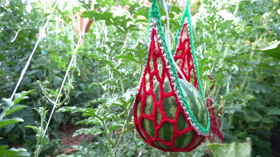 Watermelon On Trellis Netting