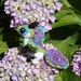 Skylar the Hummingbird Dragon - Etsy