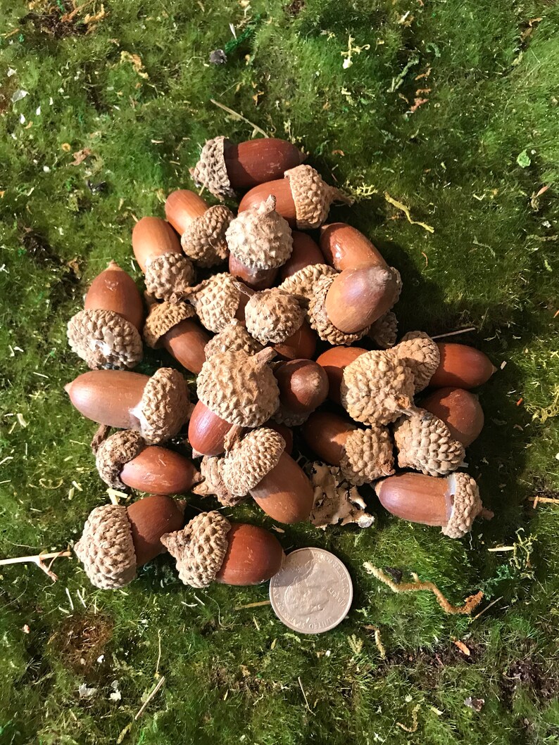 Assorted Sizes of Natural Looking Acorns. Perfect to Use in - Etsy