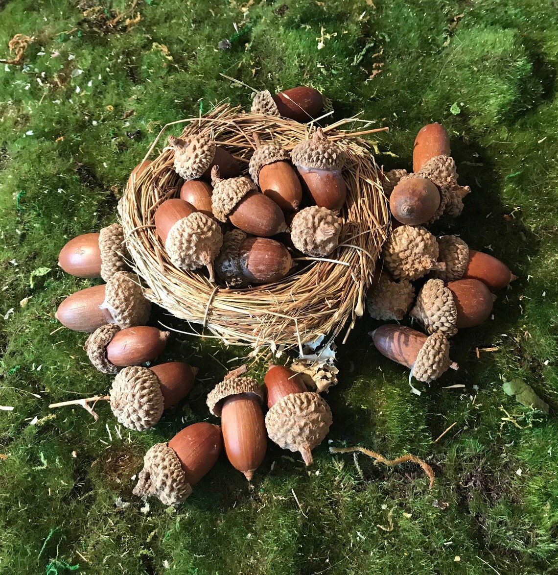 Assorted Sizes of Natural Looking Acorns. Perfect to Use in - Etsy