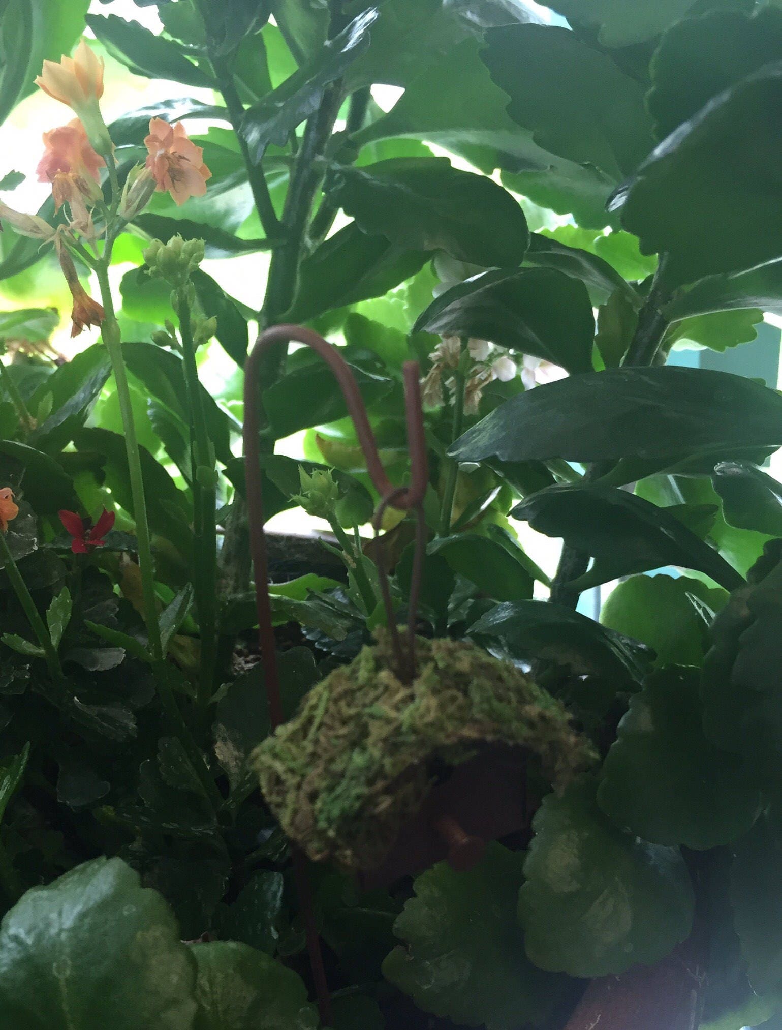 Miniature Shepherd Hook Fairy Garden Wire Hook Wedding Supply - Etsy