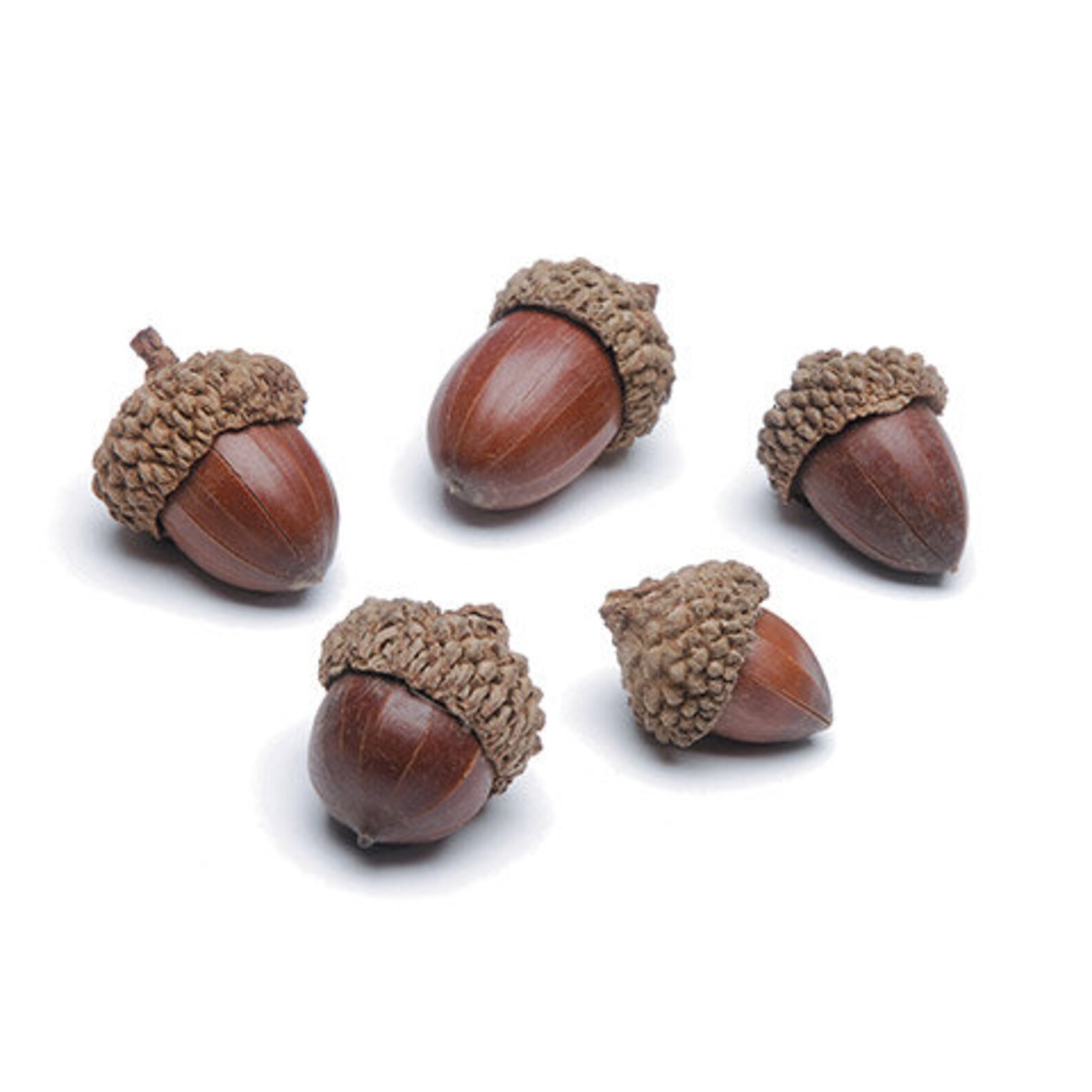 Assorted Sizes of Natural Looking Acorns. Perfect to Use in - Etsy