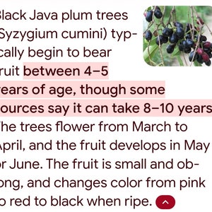 Java Plum Syzygium Cumini. - Etsy