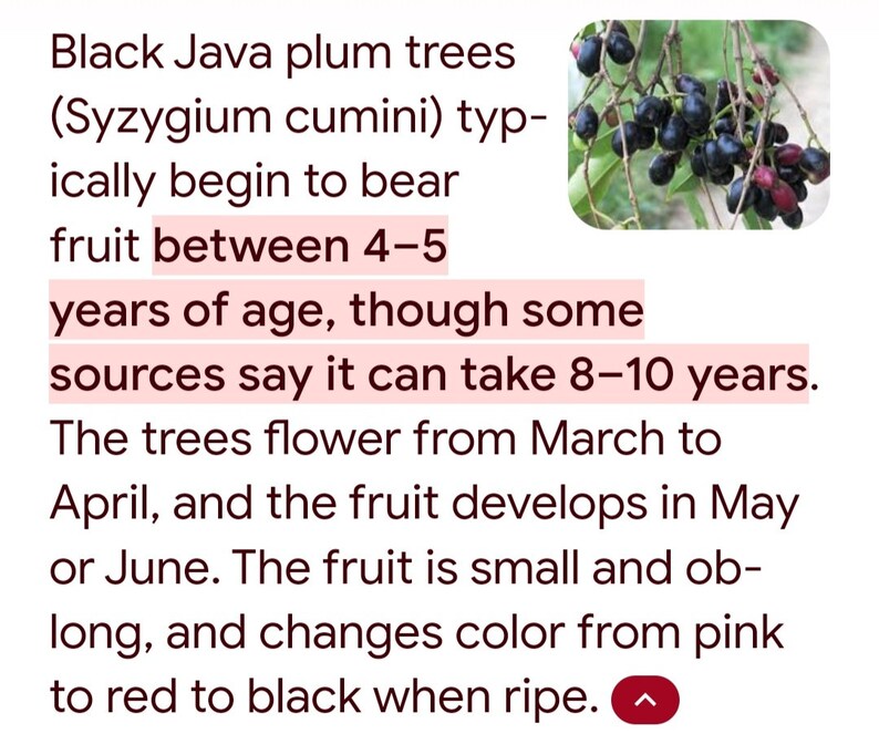 Java Plum Syzygium Cumini. - Etsy