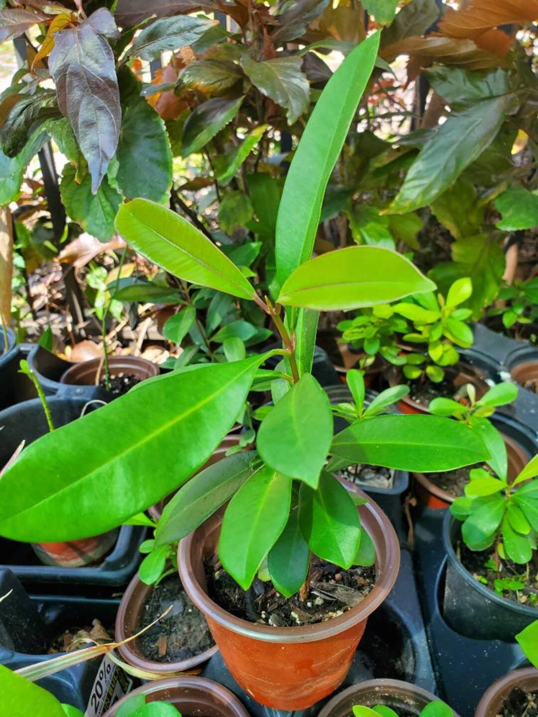 Java Plum Syzygium Cumini. - Etsy