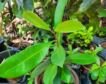 Java Plum | Large Jamun Plant(2-3ft) in One Gal Pot , Syzygium Cumini ...