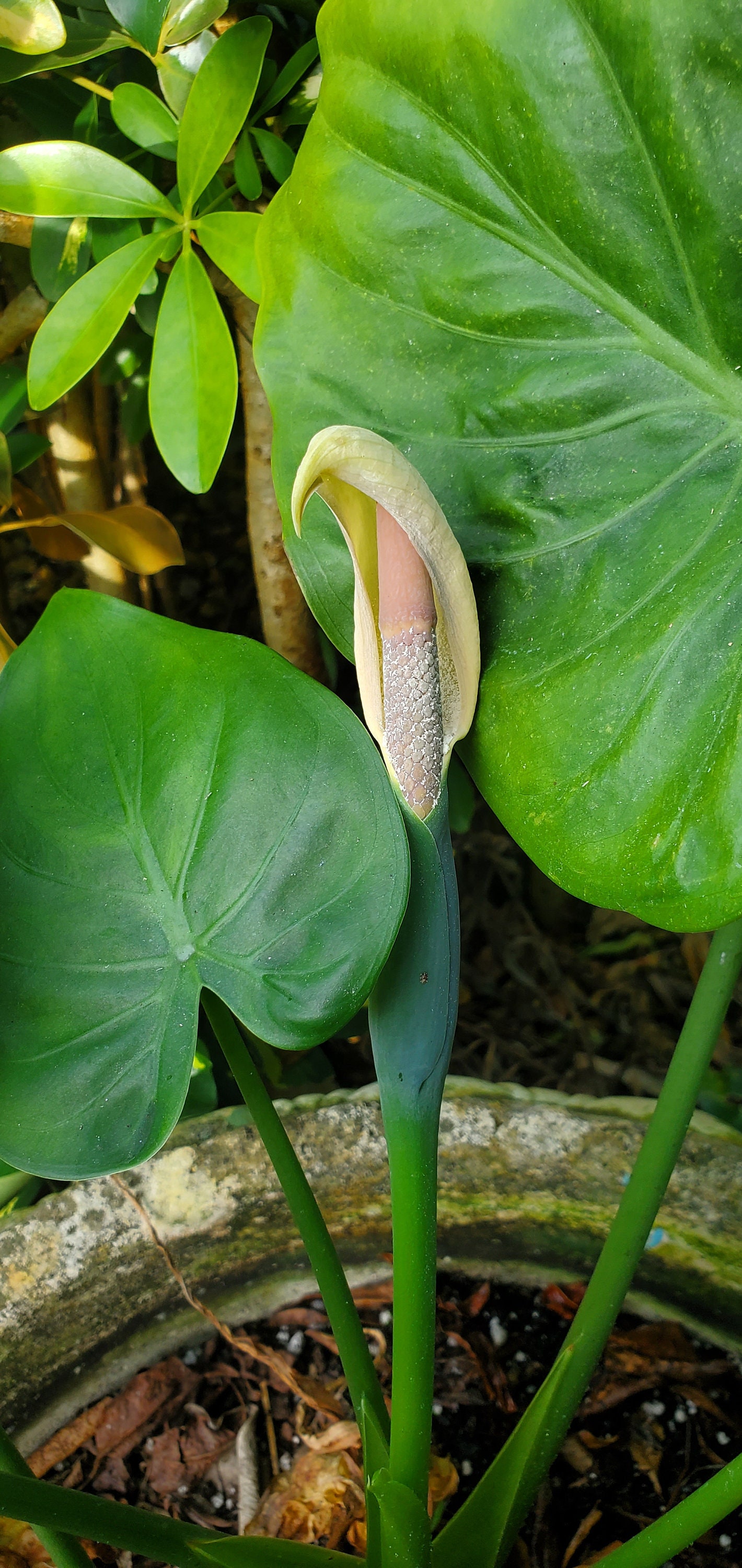 Buddha's Hand, Chinese Taro,alocasia Cucullata. Live Plant. - Etsy