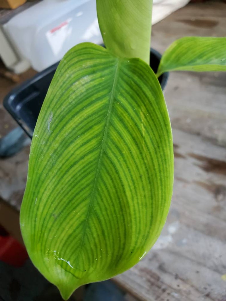 Maranta Arundinacea Arrow Root. - Etsy