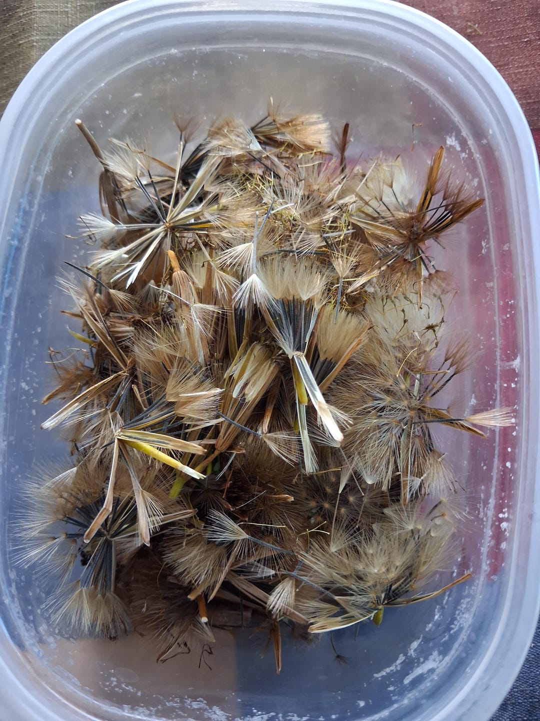 Papallo Seeds Over 100, or Live Plant Starter. - Etsy