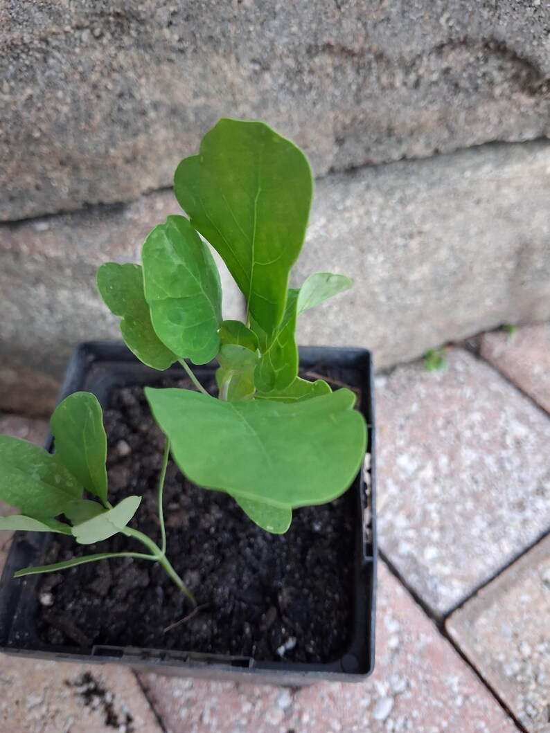 Papallo Seeds Over 100, or Live Plant Starter. - Etsy