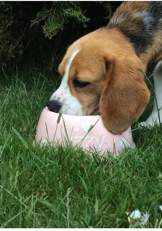 Medium Slanted Dog Bowl, Dog Bowl, Dog Food Bowl, Custom Dog Bowl, Dog ...