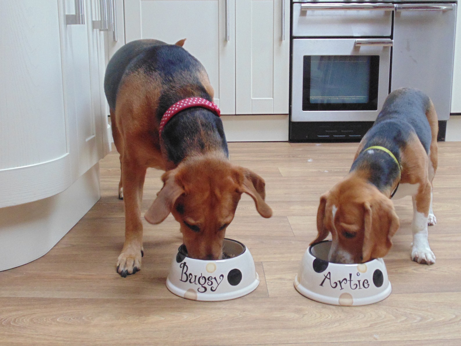 Medium Slanted Dog Bowl Dog Bowl Dog Food Bowl Custom Dog - Etsy