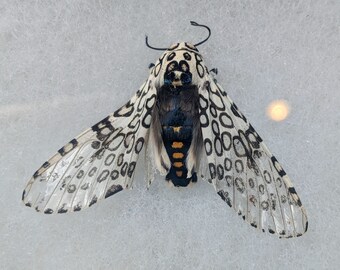 Giant Leopard Moth Eyed Tiger Moth Hypercompe scribonia Iron