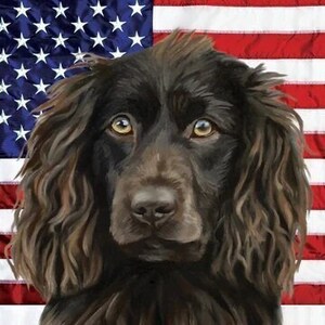 Boykin Spaniel House Flags - Etsy