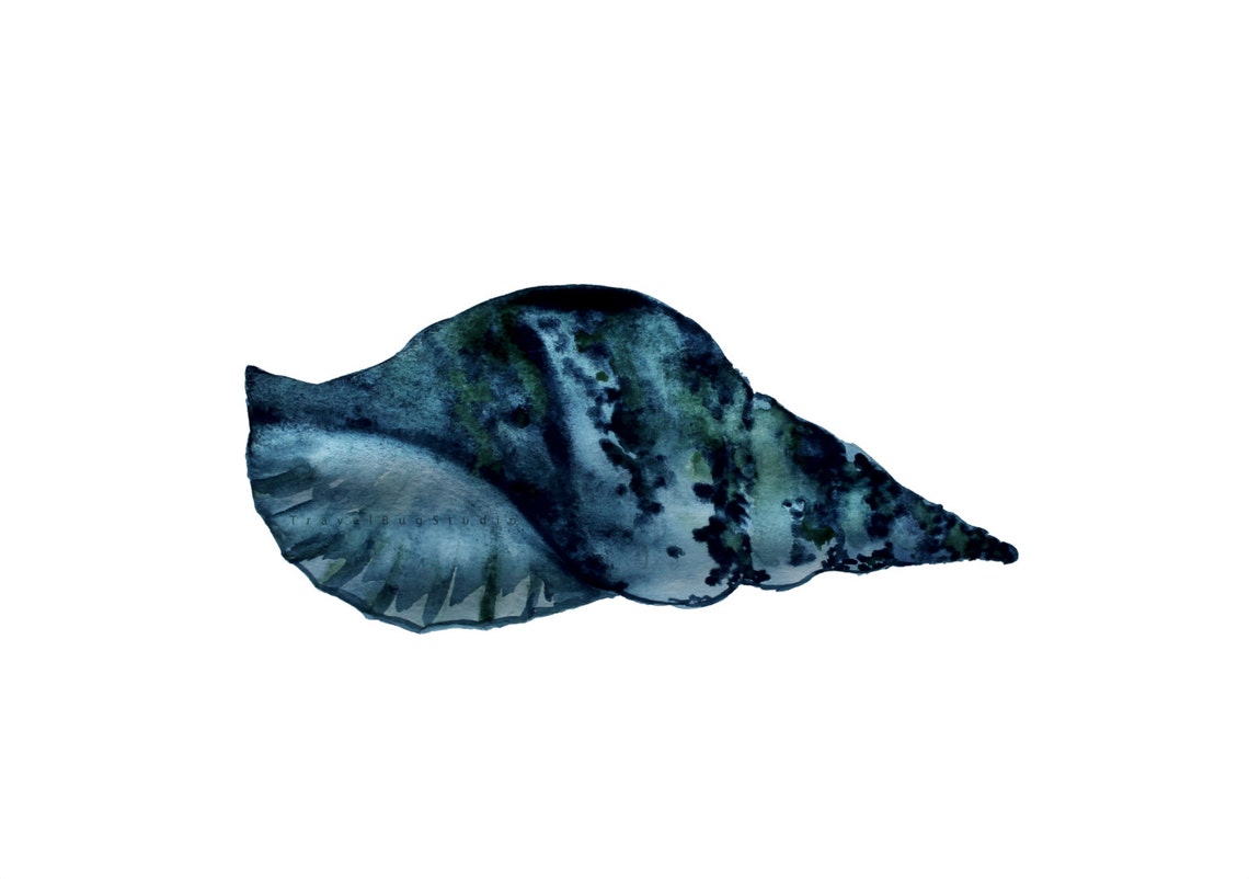 Blue Seashell Blue Shell Nautical Home Decor - Etsy