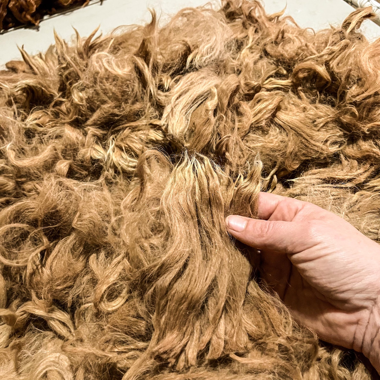 2.5 Lb Fawn Alpaca Fleece: Huacaya-suri Cross, Martina, Skirted ...