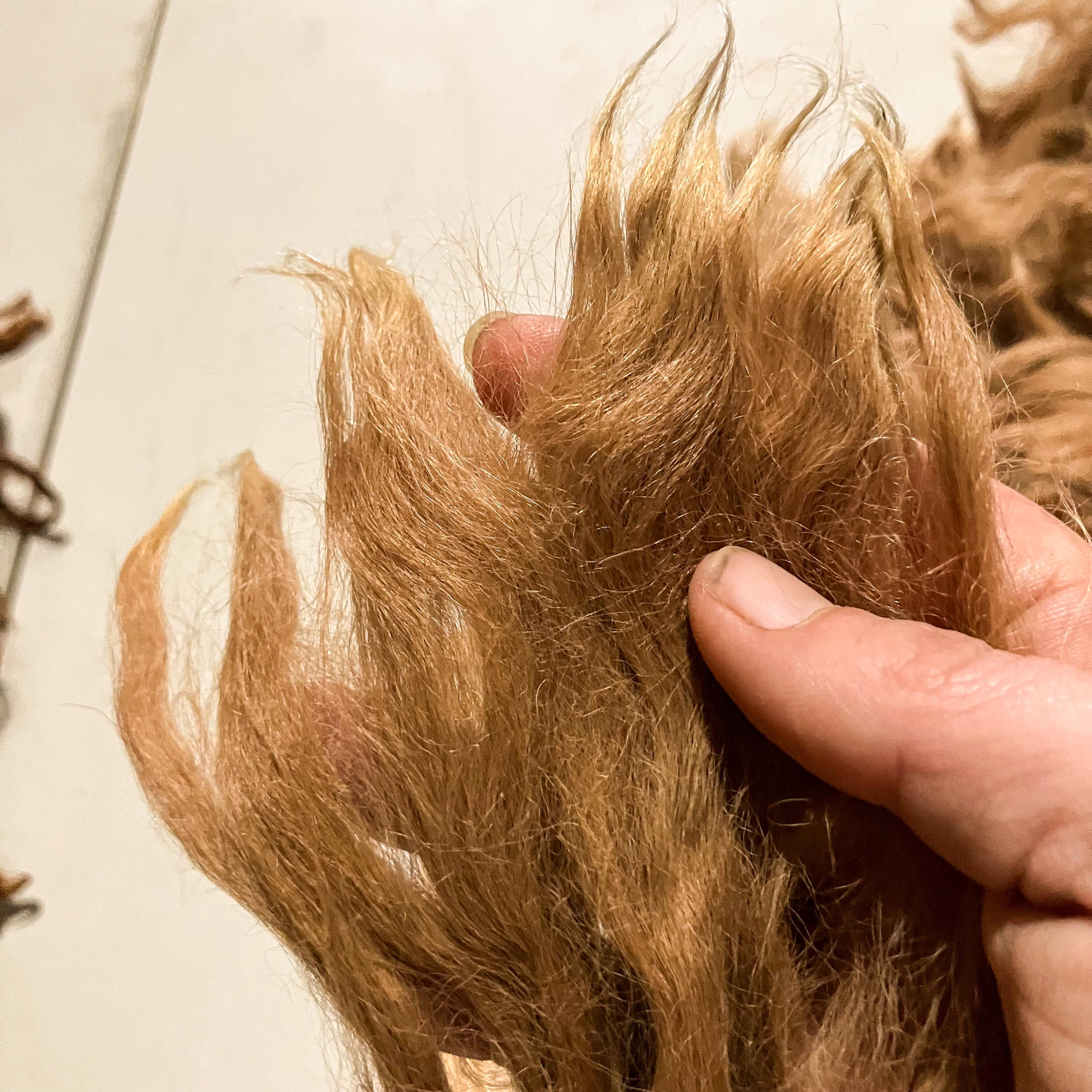 2.5 Lb Fawn Alpaca Fleece: Huacaya-suri Cross, Martina, Skirted ...