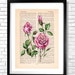 PINK ROSES PRINT on Dictionary Page Vintage Style Watercolor - Etsy