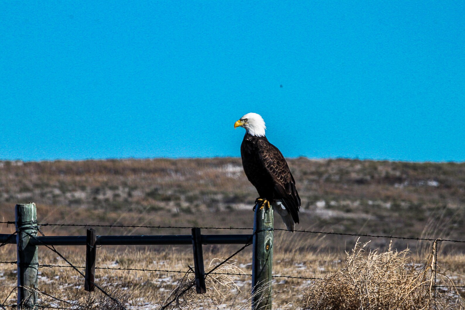 Bald Eagle on Fence Post - Etsy