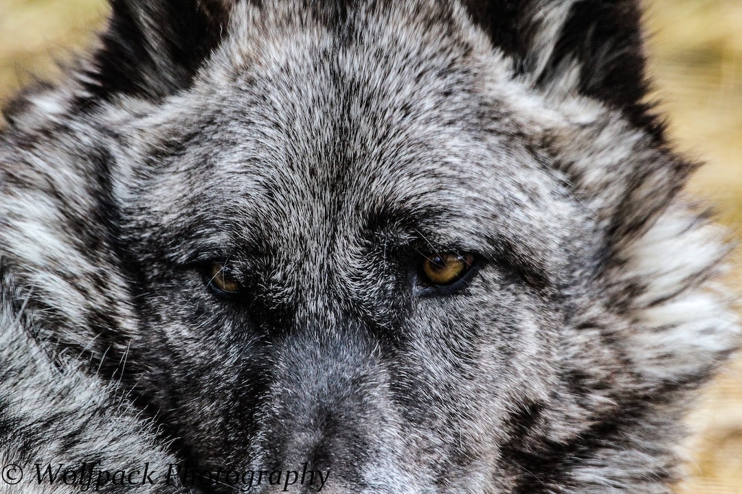 Eyes of the Wolf Photo - Etsy