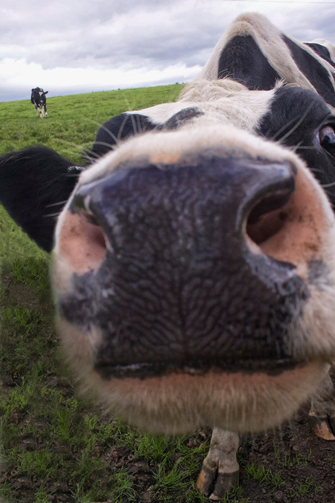 Silly Cow Print, Animal Photo, Farm Animal, Room Decor, Curious Cow - Etsy