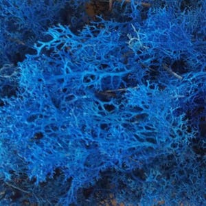 Reindeer Moss 4oz - Etsy