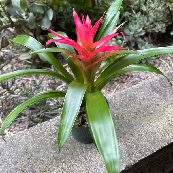 Bromeliad - Etsy