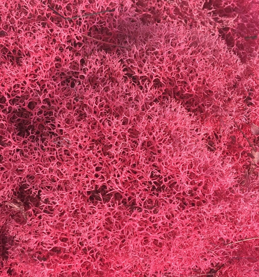 Reindeer Moss 4oz - Etsy