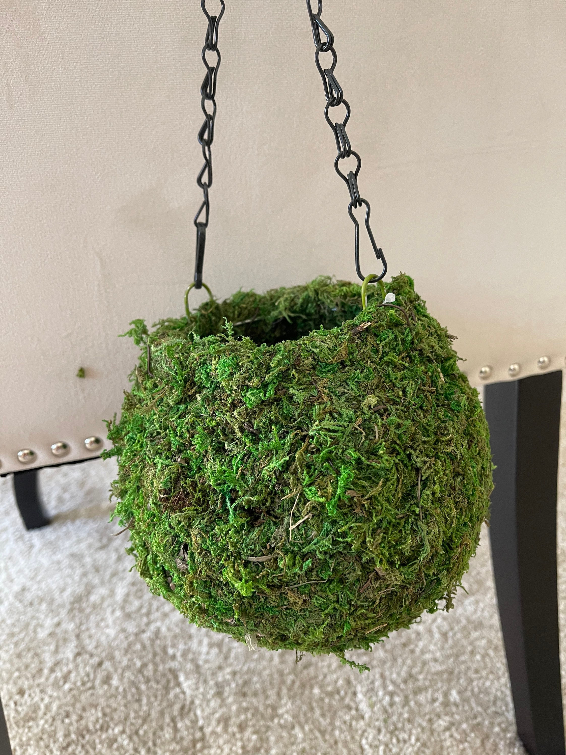 Large Moss Ball Only Without Orchid - Etsy