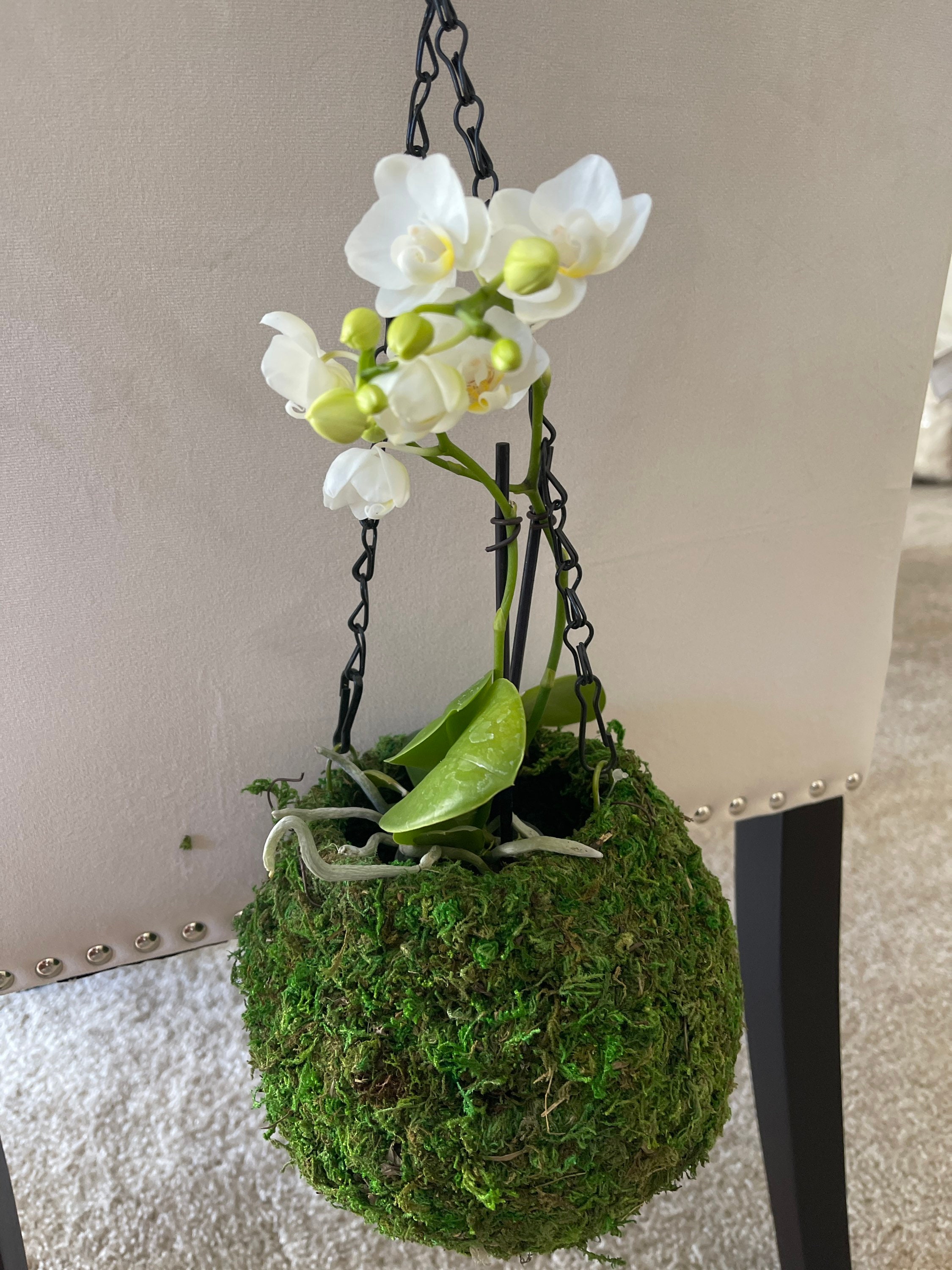 Large Hanging Moss Ball With Orchid | Etsy