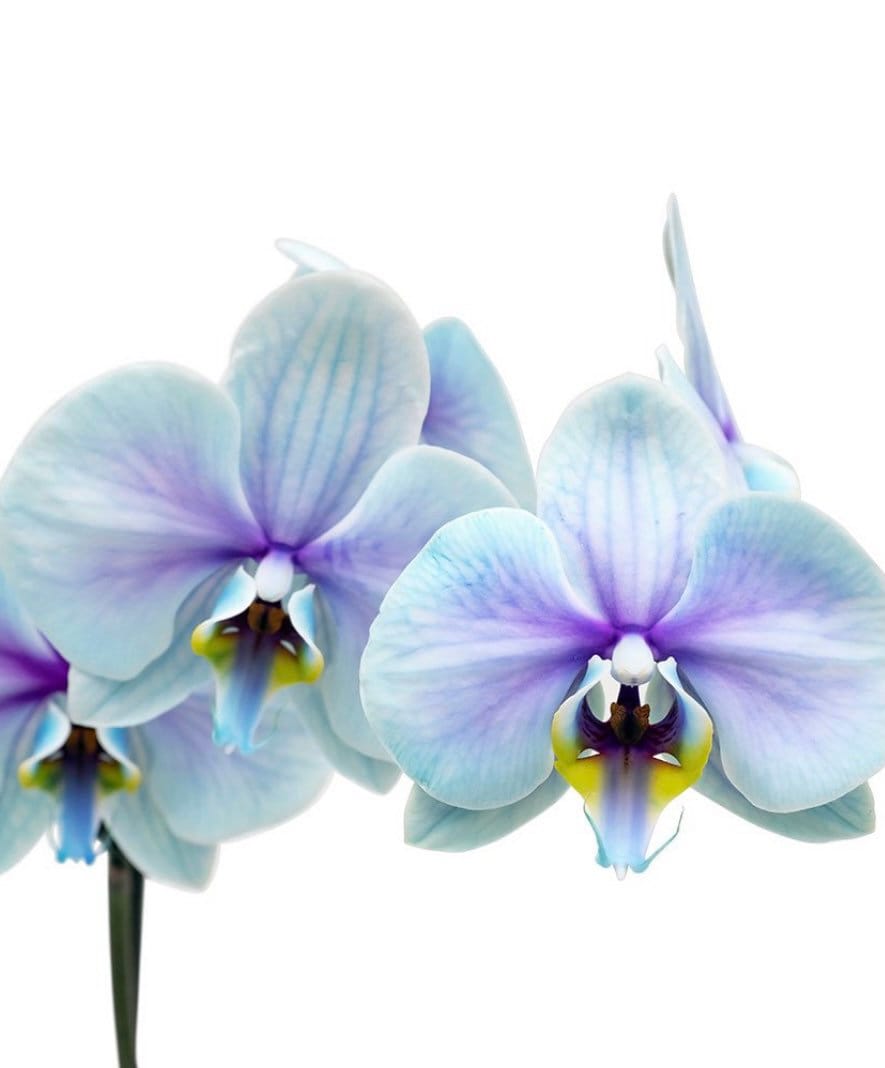 Cotton Candy Orchid With Pot - Etsy