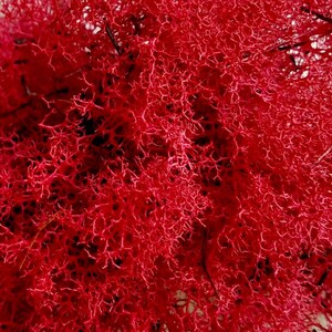 Reindeer Moss 4oz - Etsy