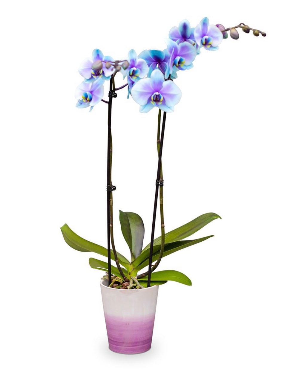 Cotton Candy Orchid With Pot - Etsy
