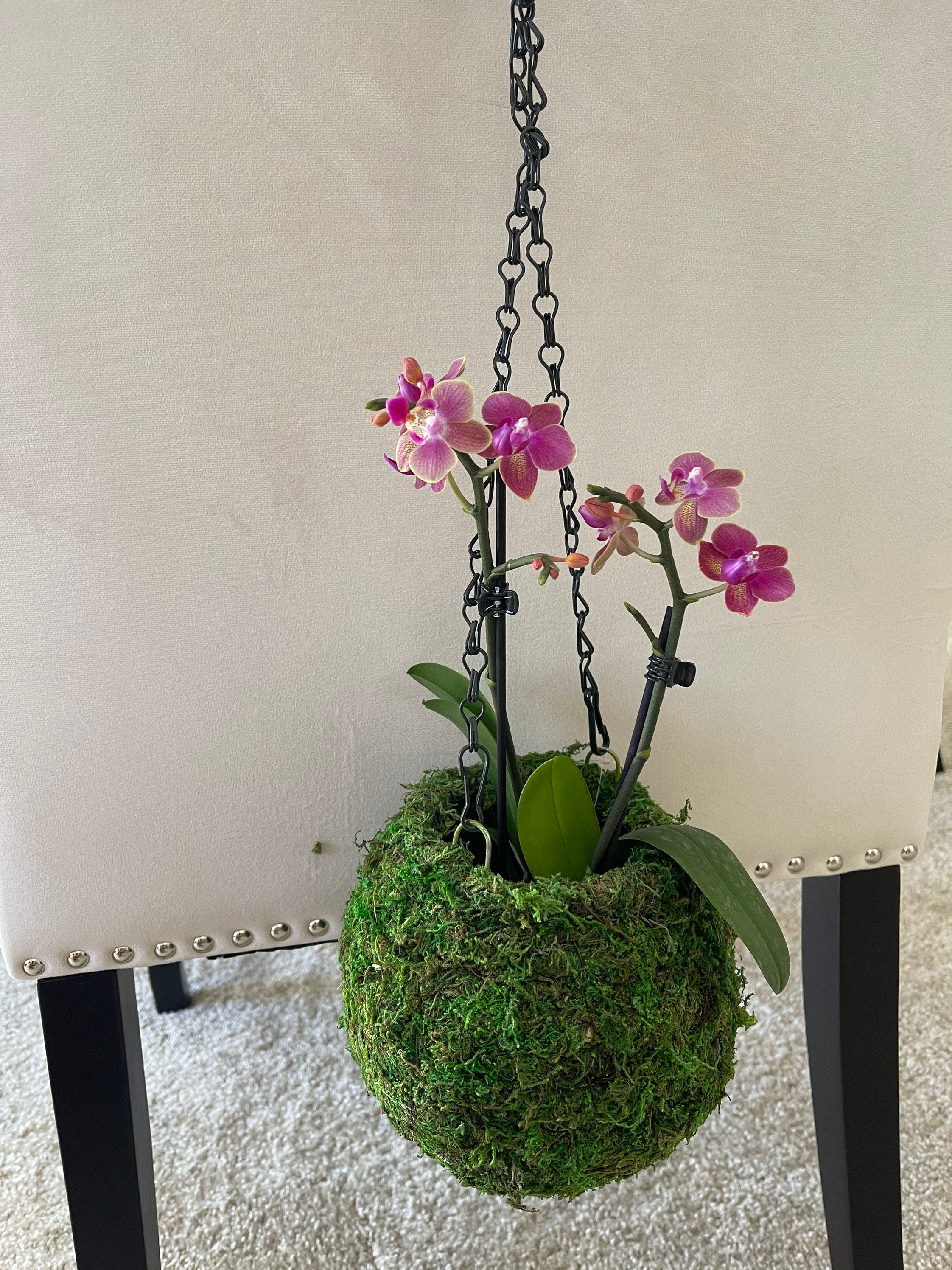 Large Hanging Moss Ball With Orchid | Etsy