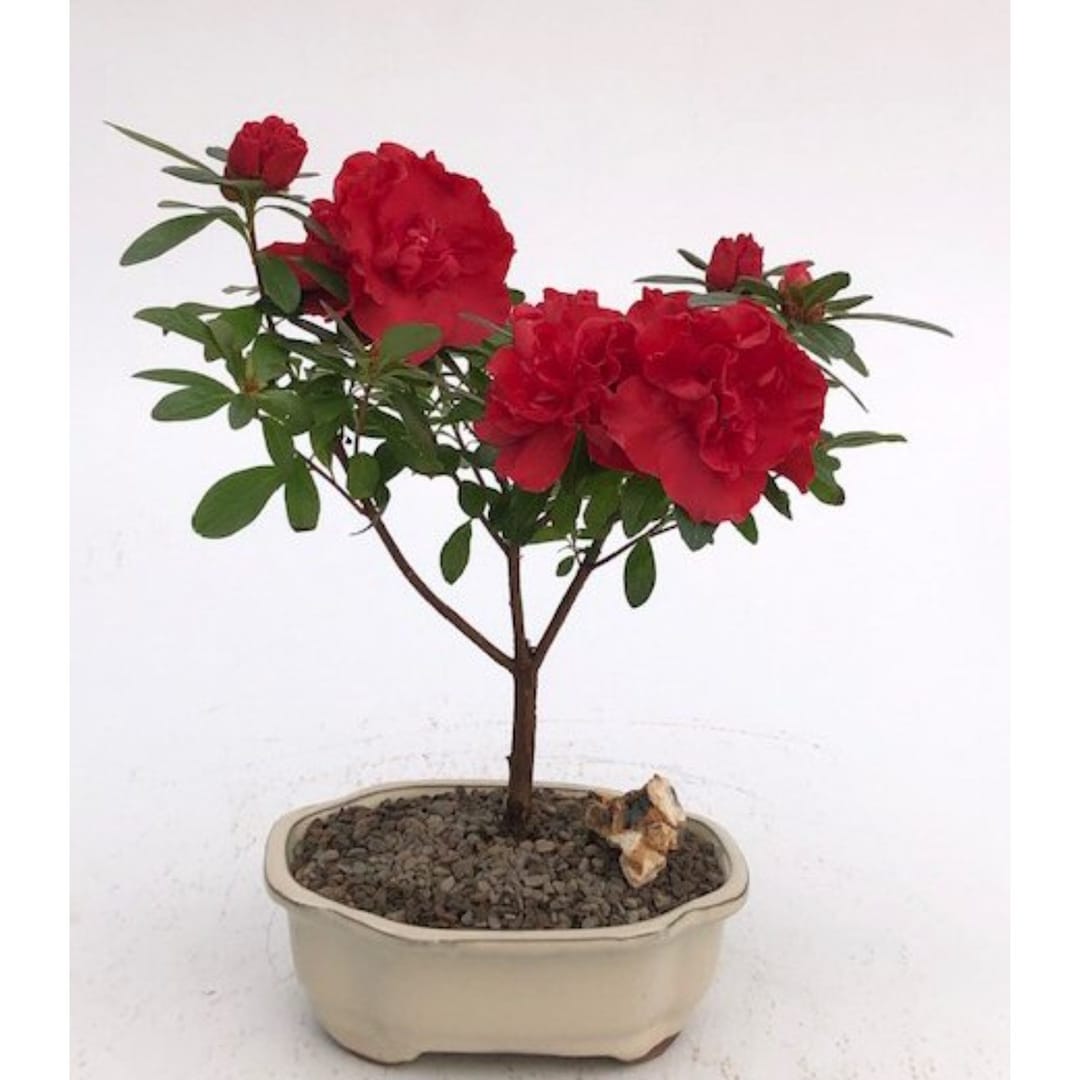 Flowering Red Azalea Bonsai Tree azalea Tiny Dancer - Etsy