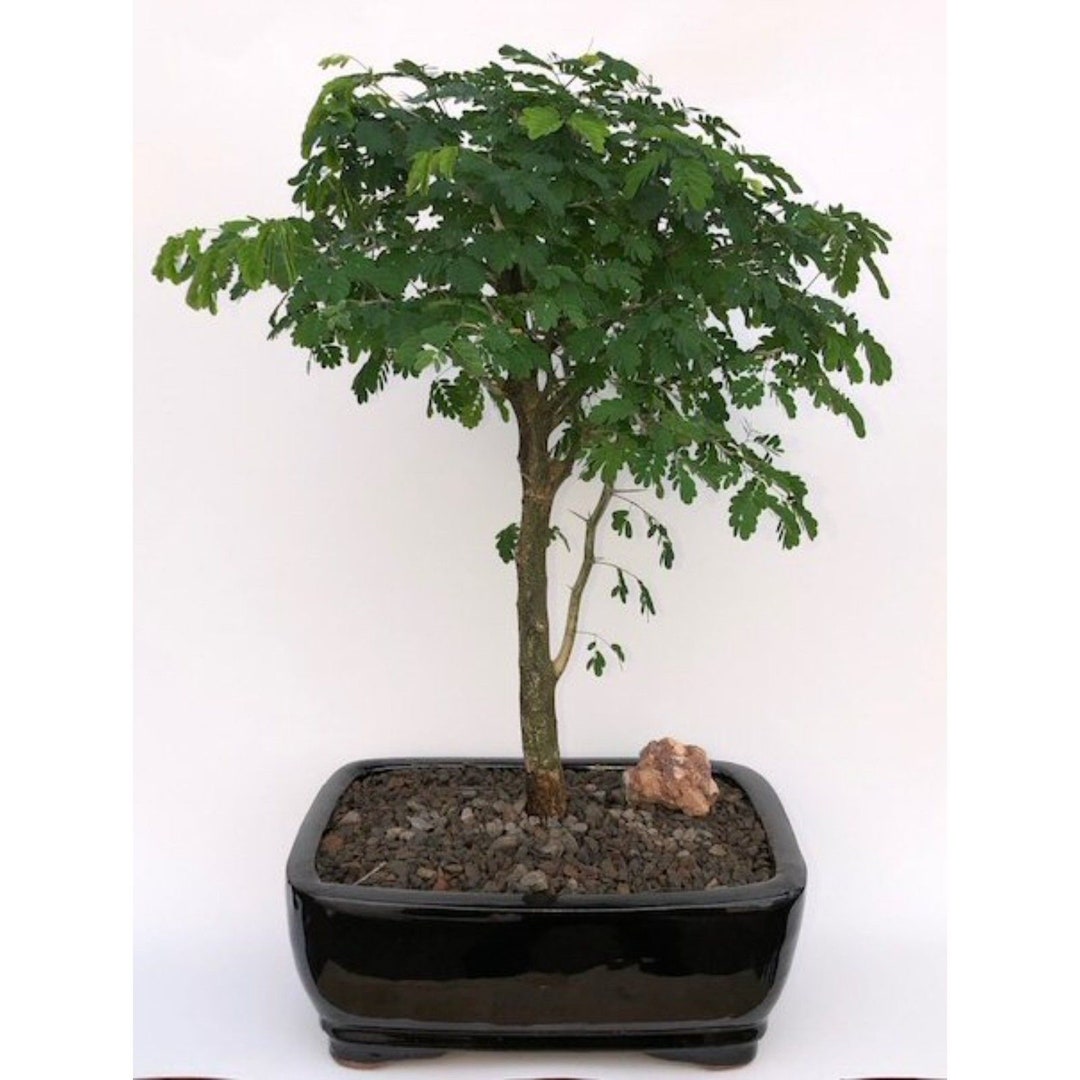 Flowering Brazilian Raintree Bonsai Tree Large pithecellobium Tortum - Etsy