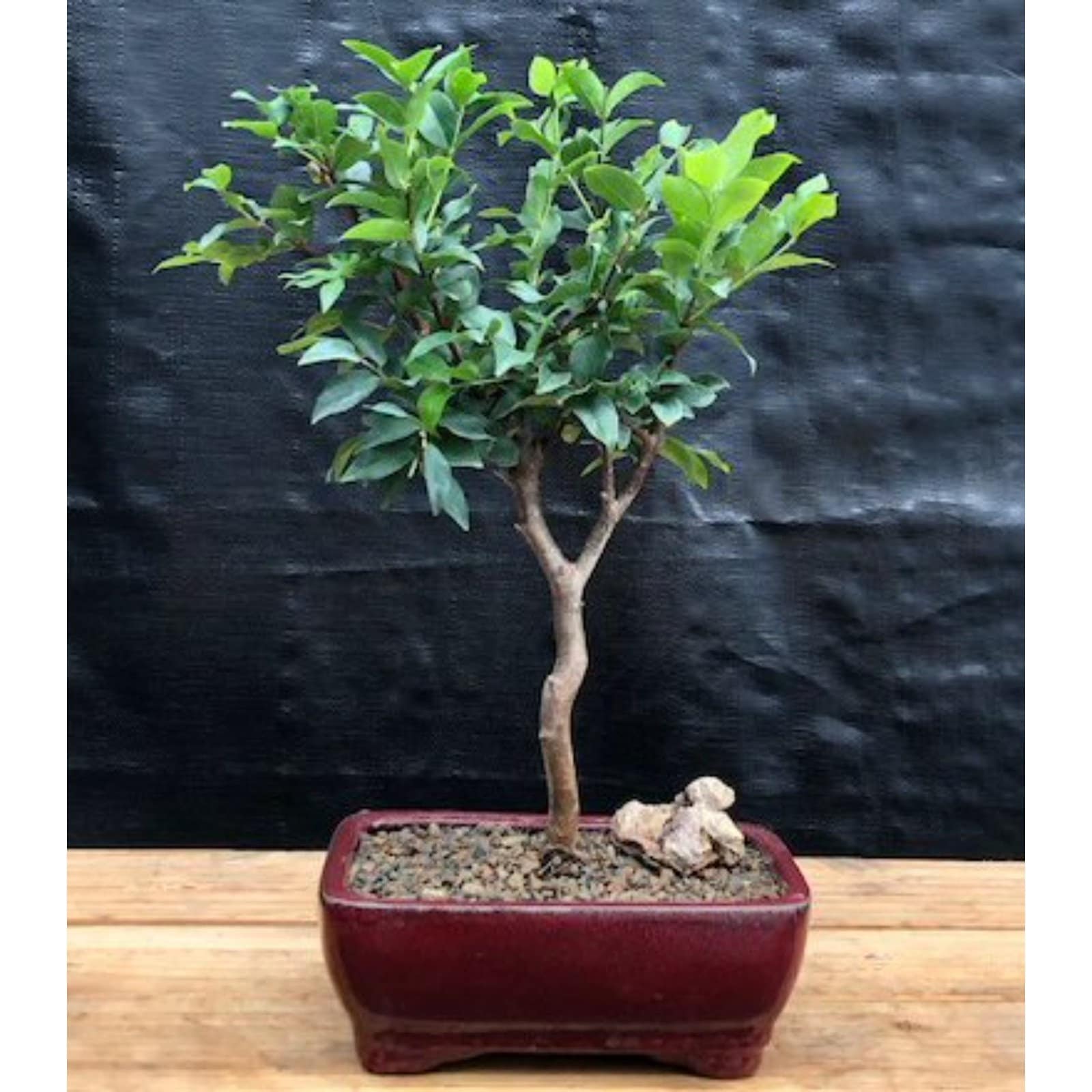 Flowering Jaboticaba Bonsai Tree Small eugenia Cauliflora - Etsy