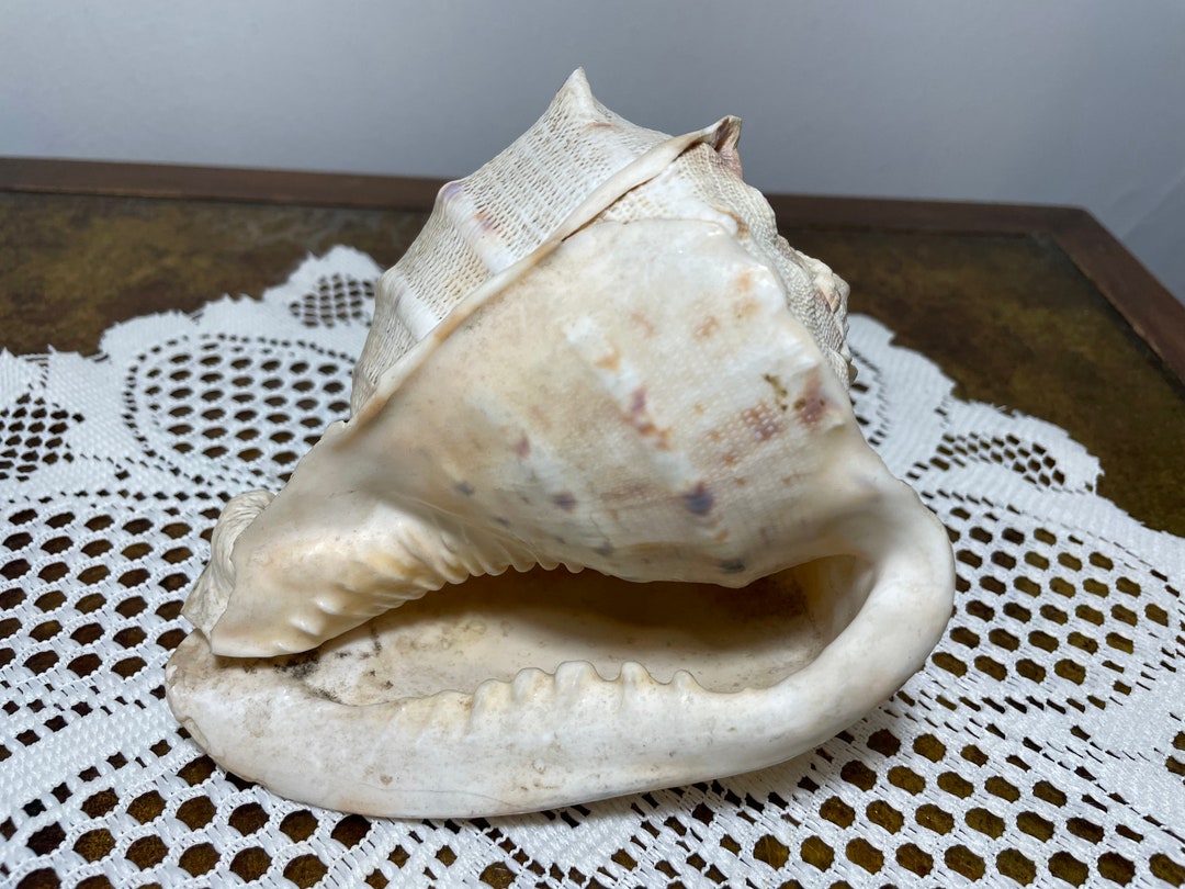 Vintage Natural Conch Shell Genuine Seashell Trumpet Conch Beach House ...