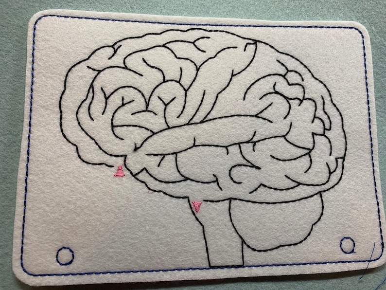 Brain Anatomy and Finger Tracing Maze - Etsy