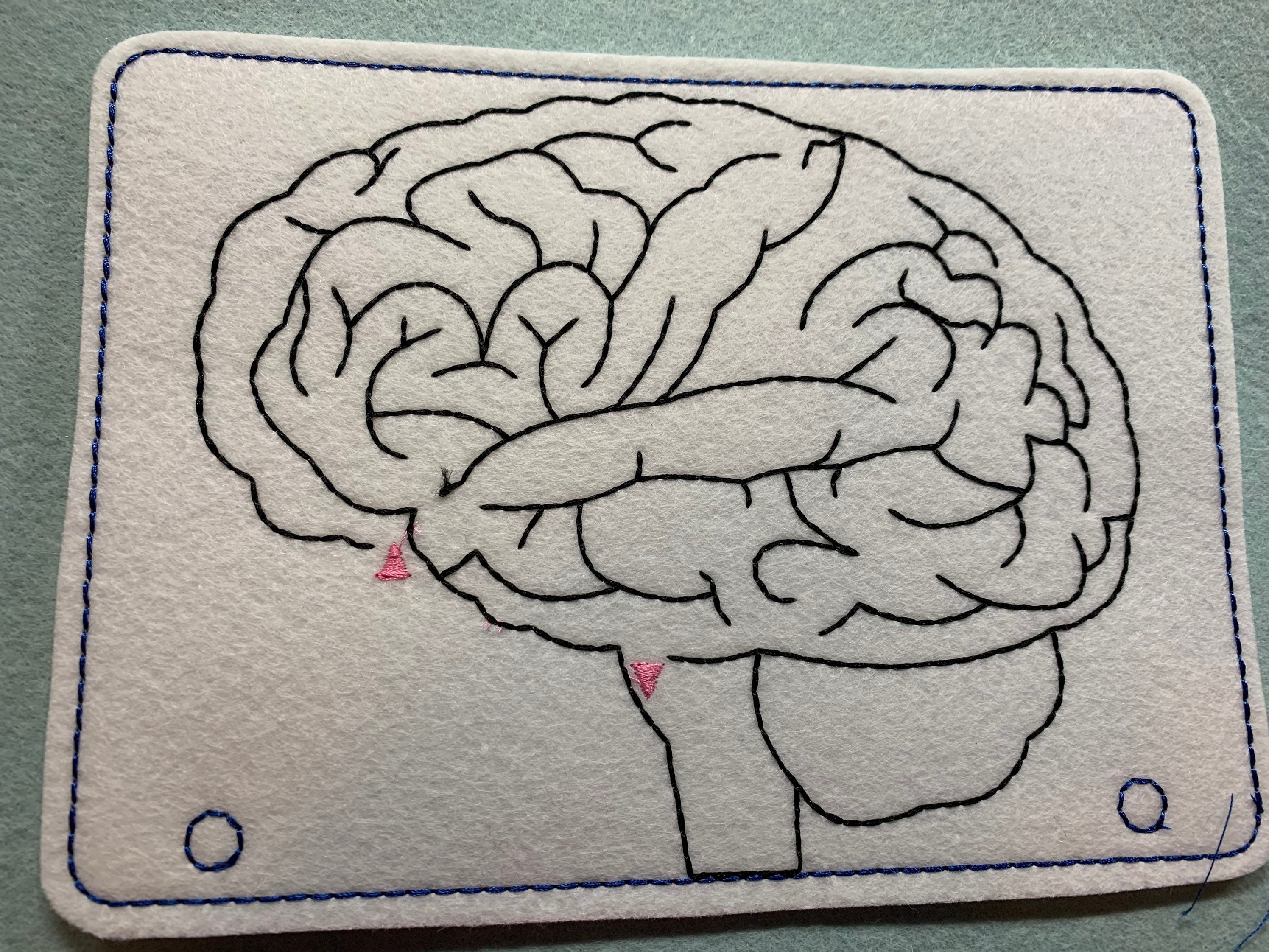 Brain Anatomy and Finger Tracing Maze - Etsy